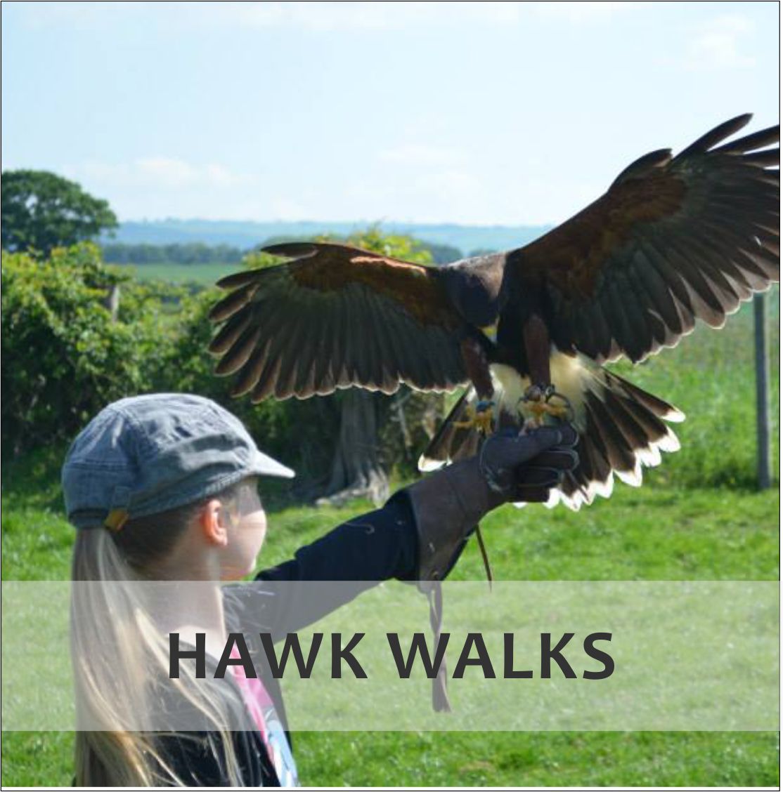 Hawk Walk – Shropshire Falconry
