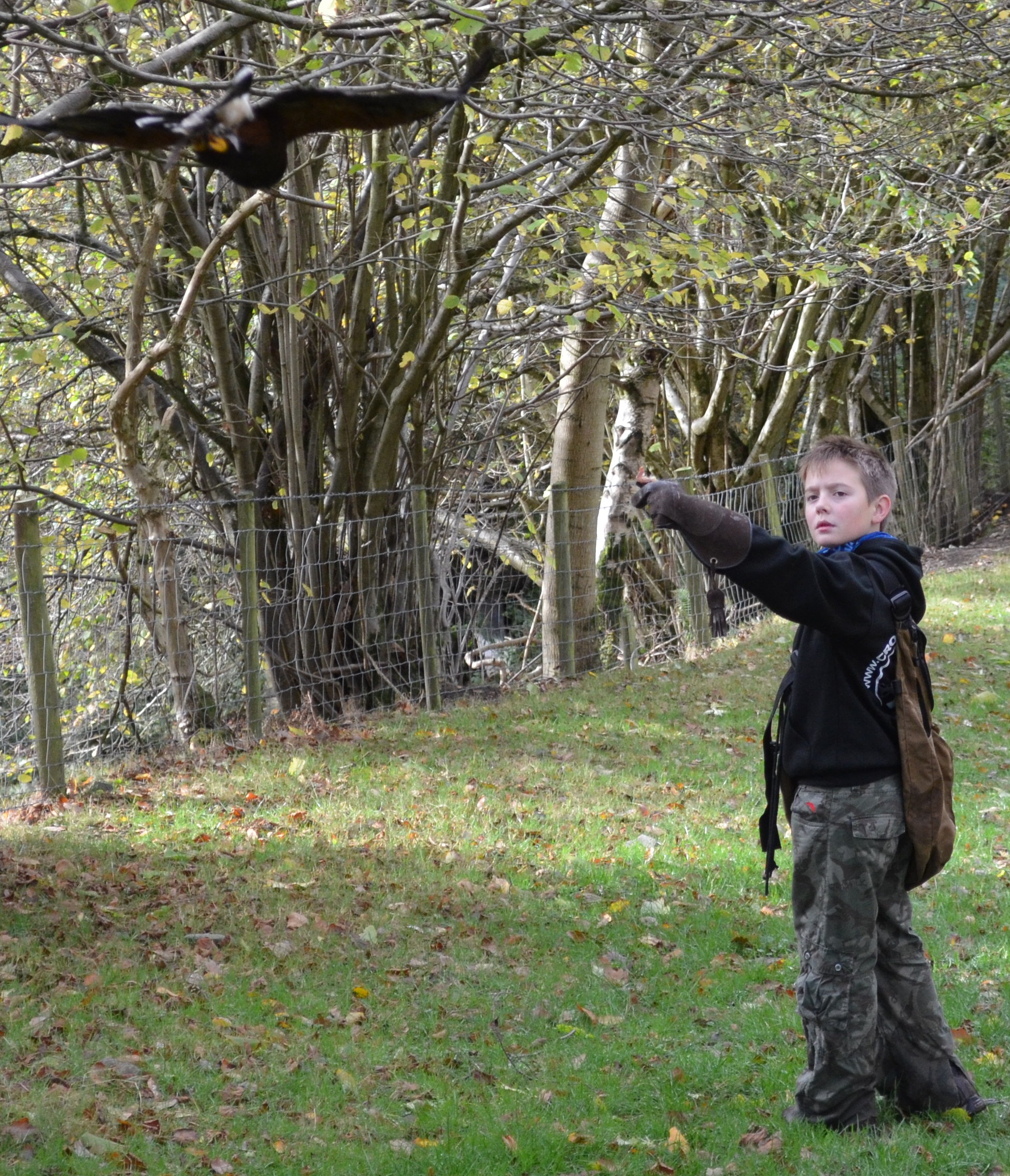 Hawk Walks – Shropshire Falconry