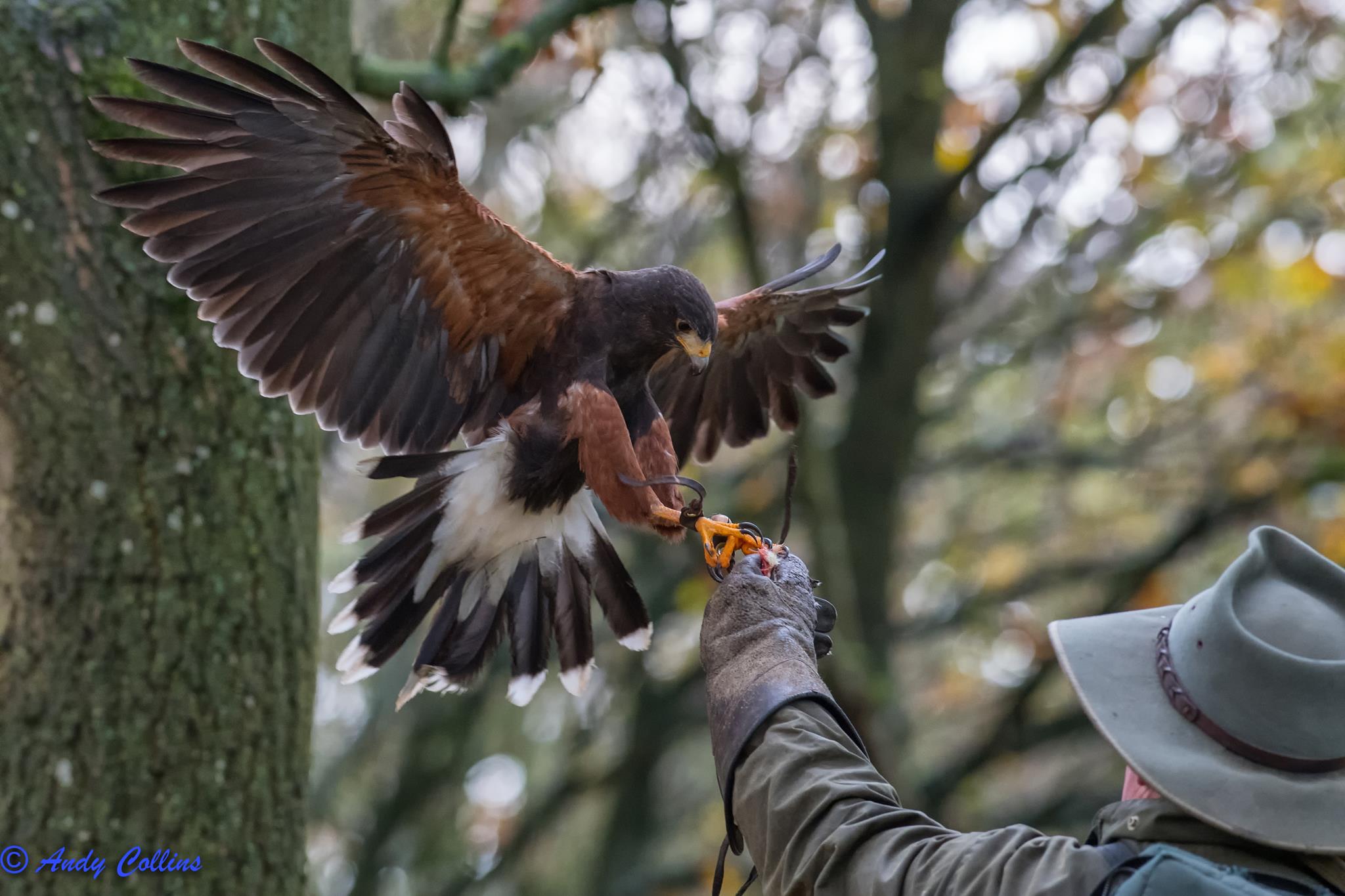 Hawk Walks – Shropshire Falconry