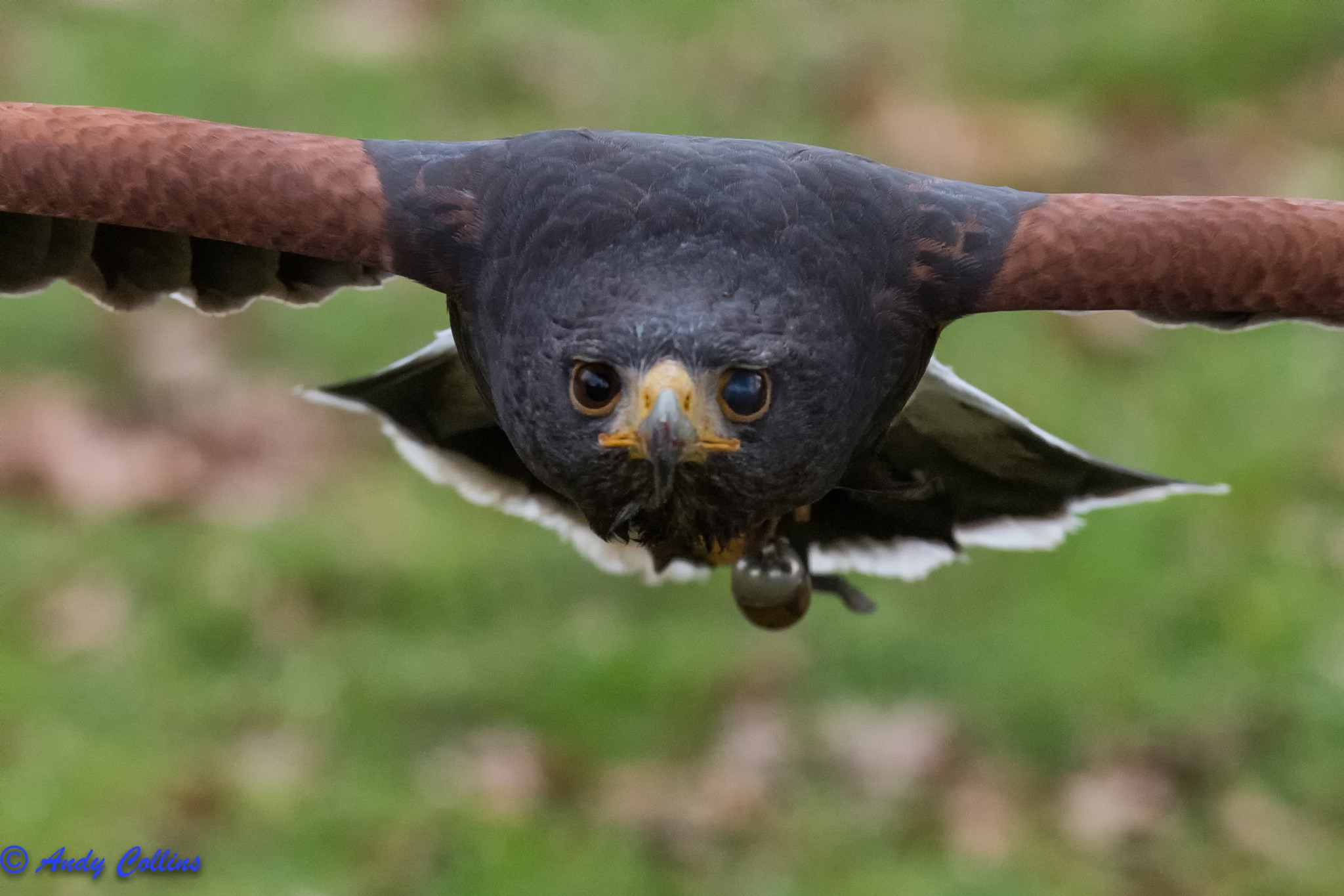 Hawk Walks – Shropshire Falconry